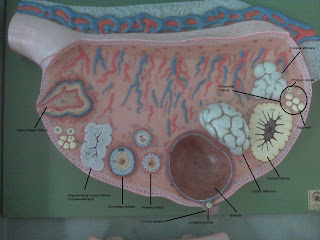 PSC: Anatomy and Physiology 2: Labeled Ovary Model