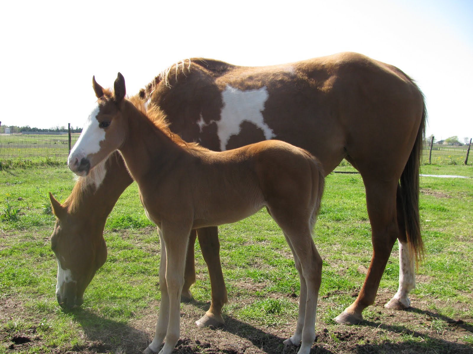 Feed Me Farms: Shutterbug: Happy Horse Day