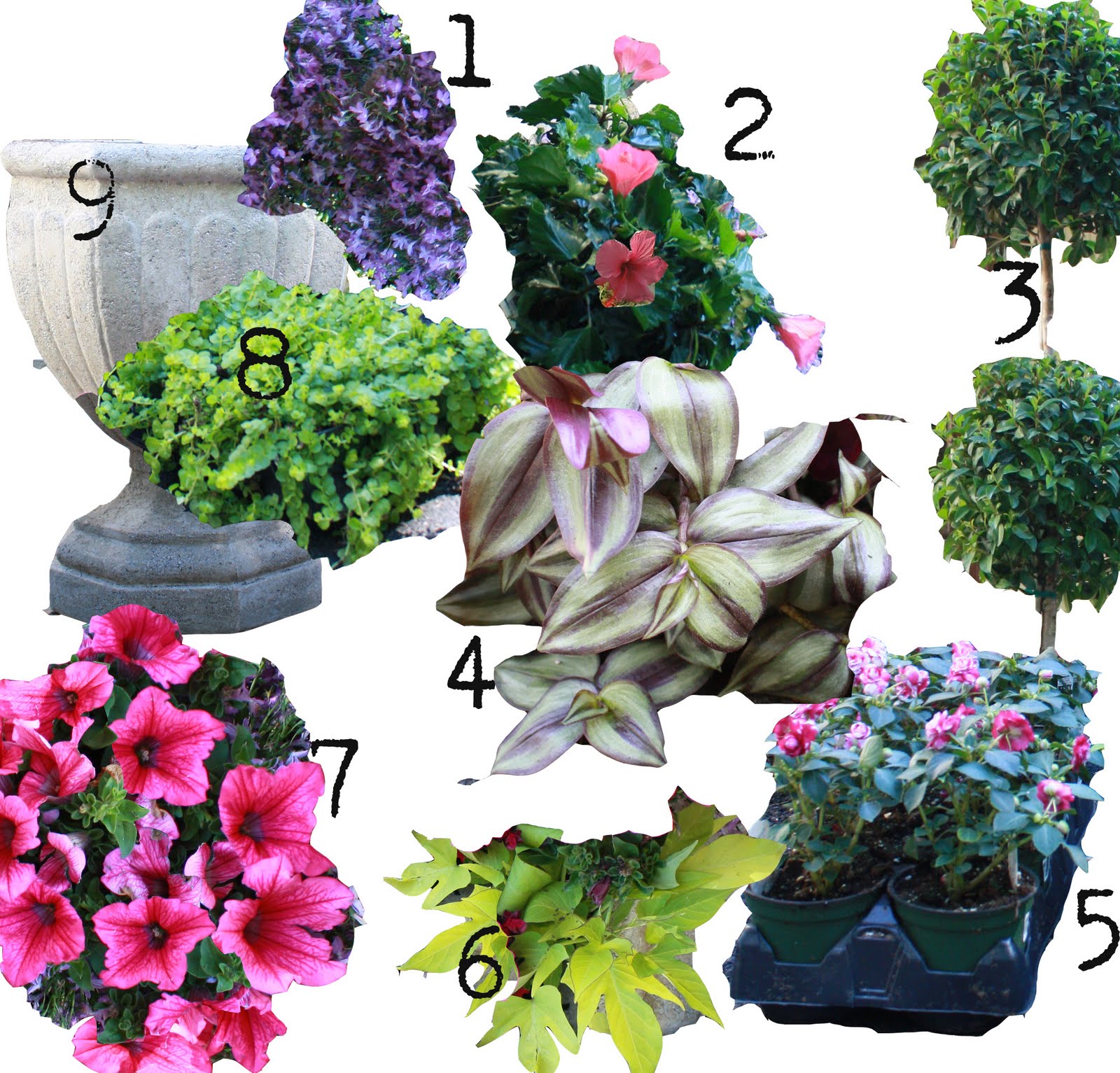 Eugenia Topiary Plant