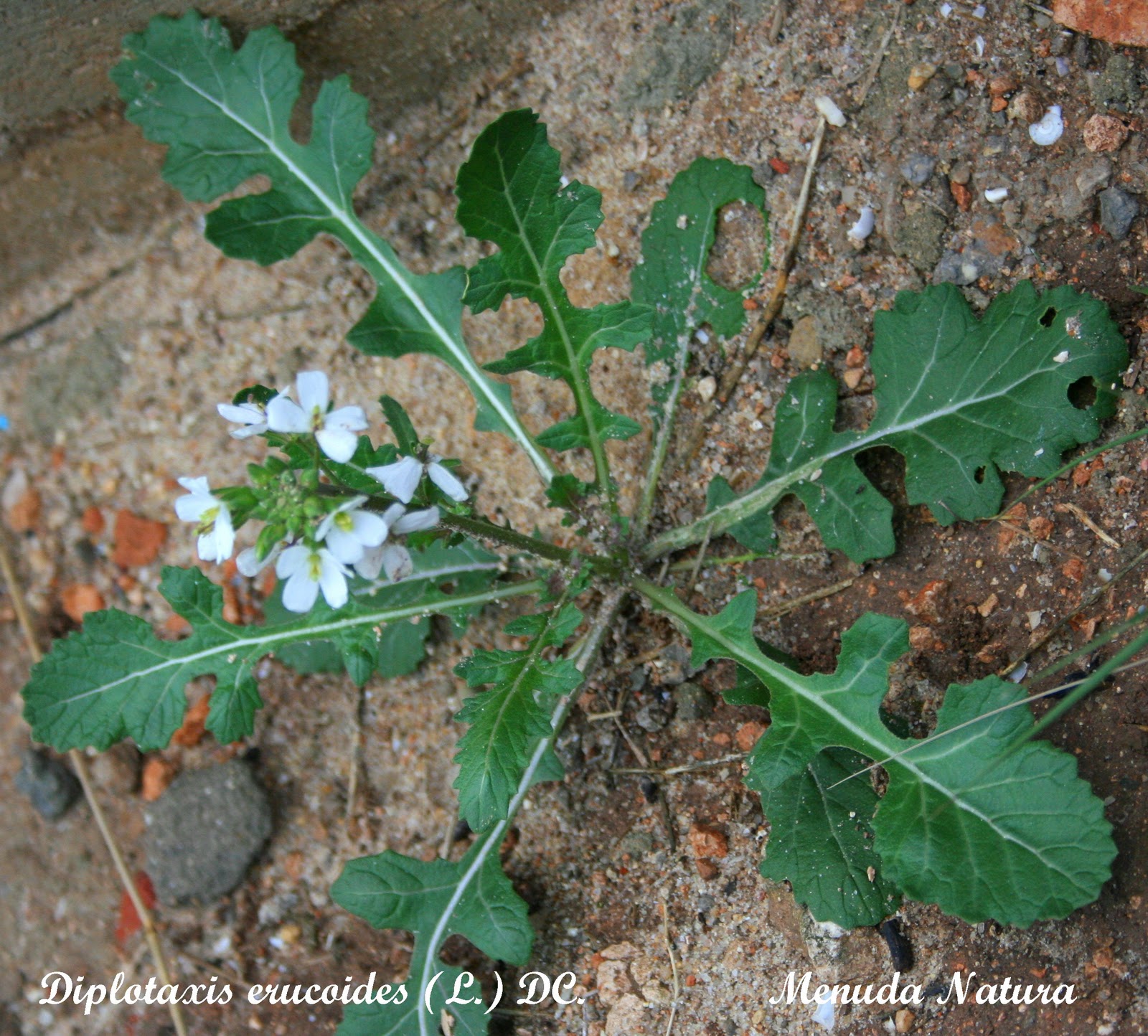 Menuda Natura: Diplotaxis erucoides (L.) DC.