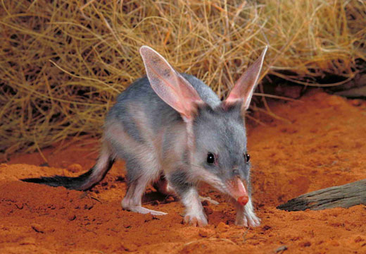 1000 Natural Wonders: #14 The Australian Easter Bunny