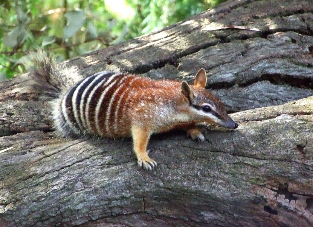 Numbat