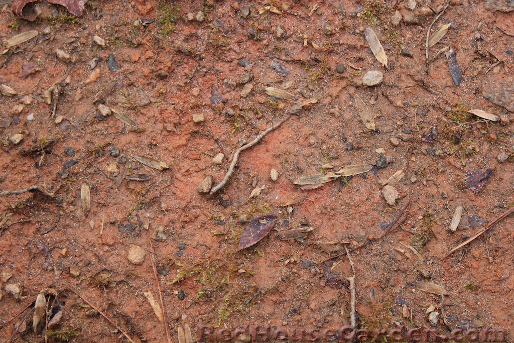 Red House Garden: Red Clay Dirt
