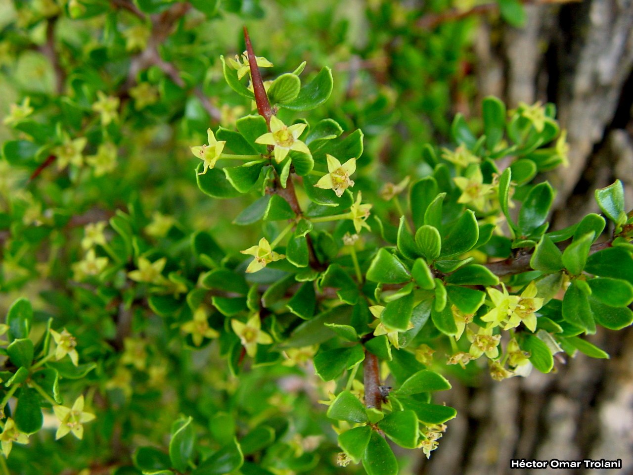 Flora Bonaerense: Piquillín (Condalia microphylla)