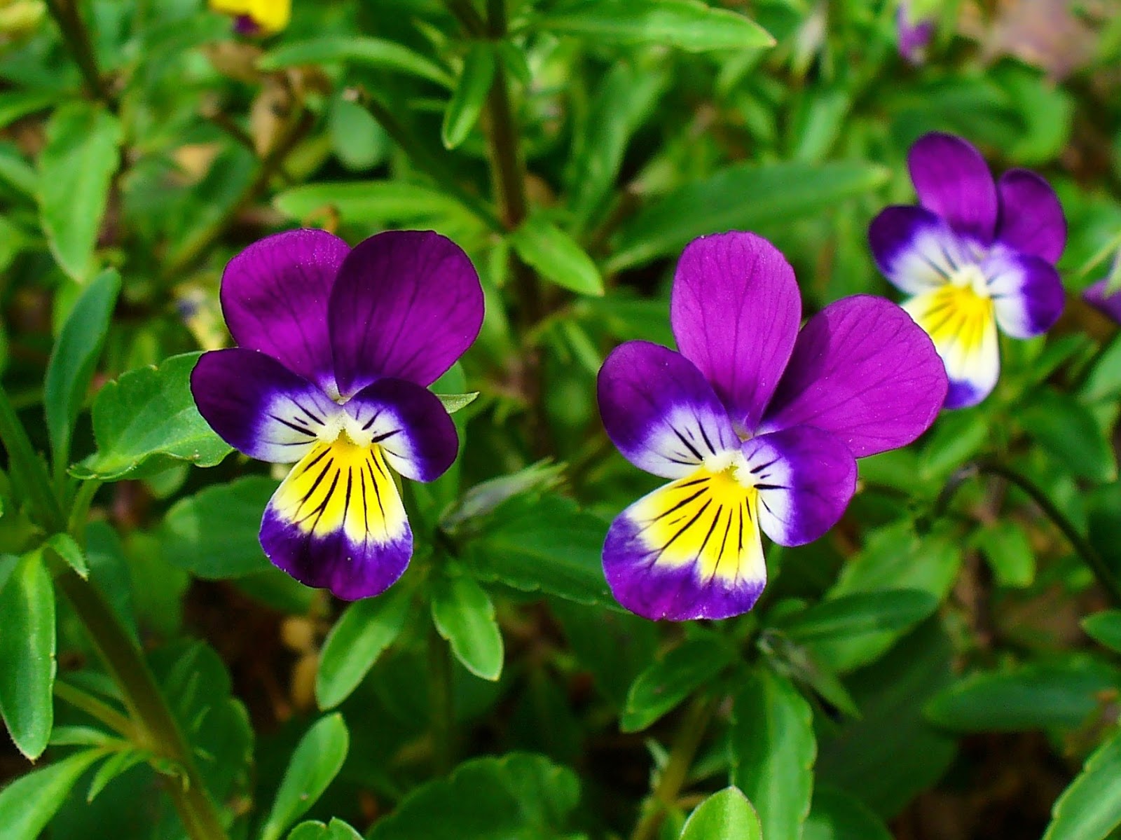 Green Shakespeare: Viola Tricolor