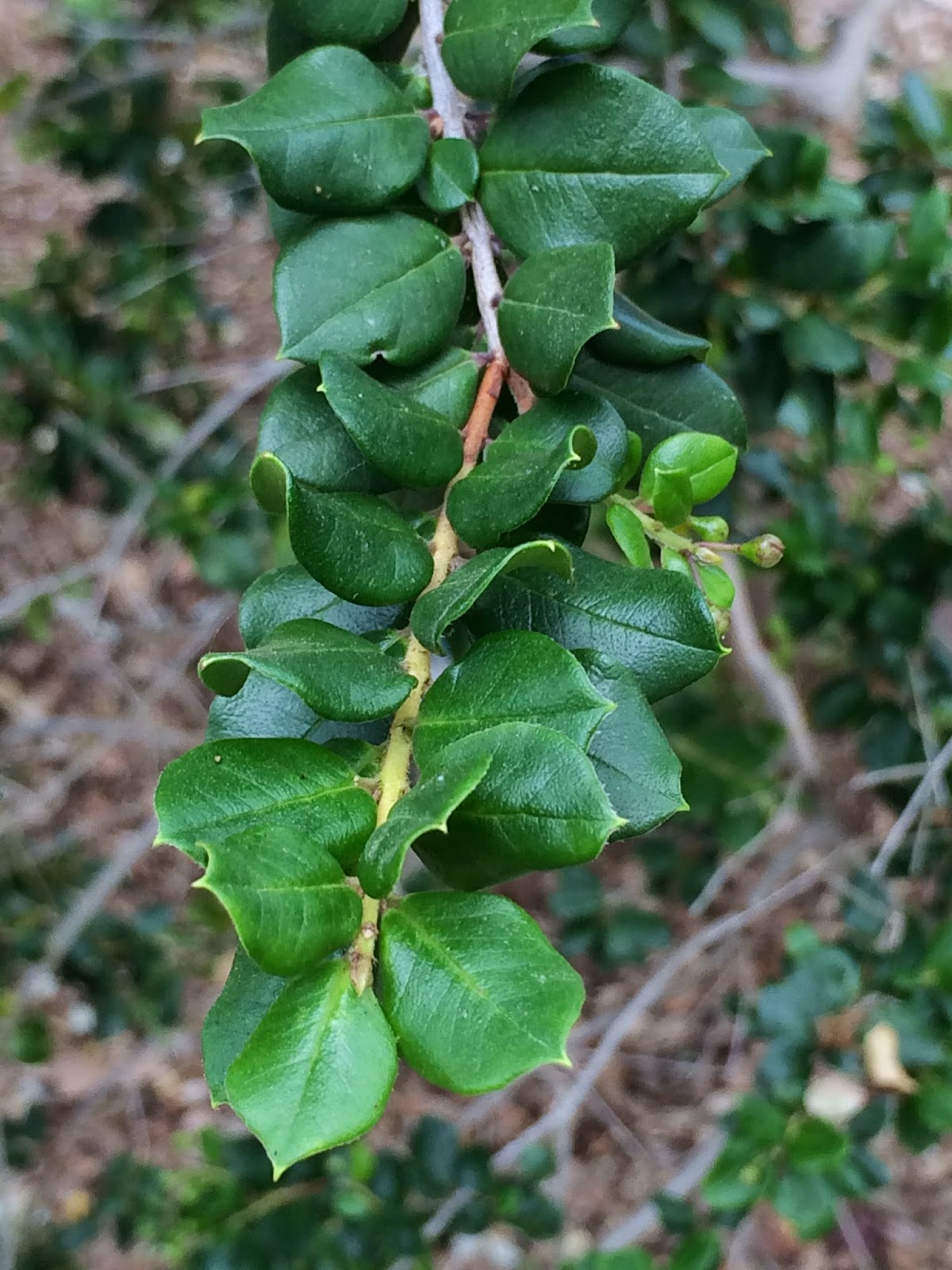 Trees of Santa Cruz County: Luma apiculata - Chilean Luma