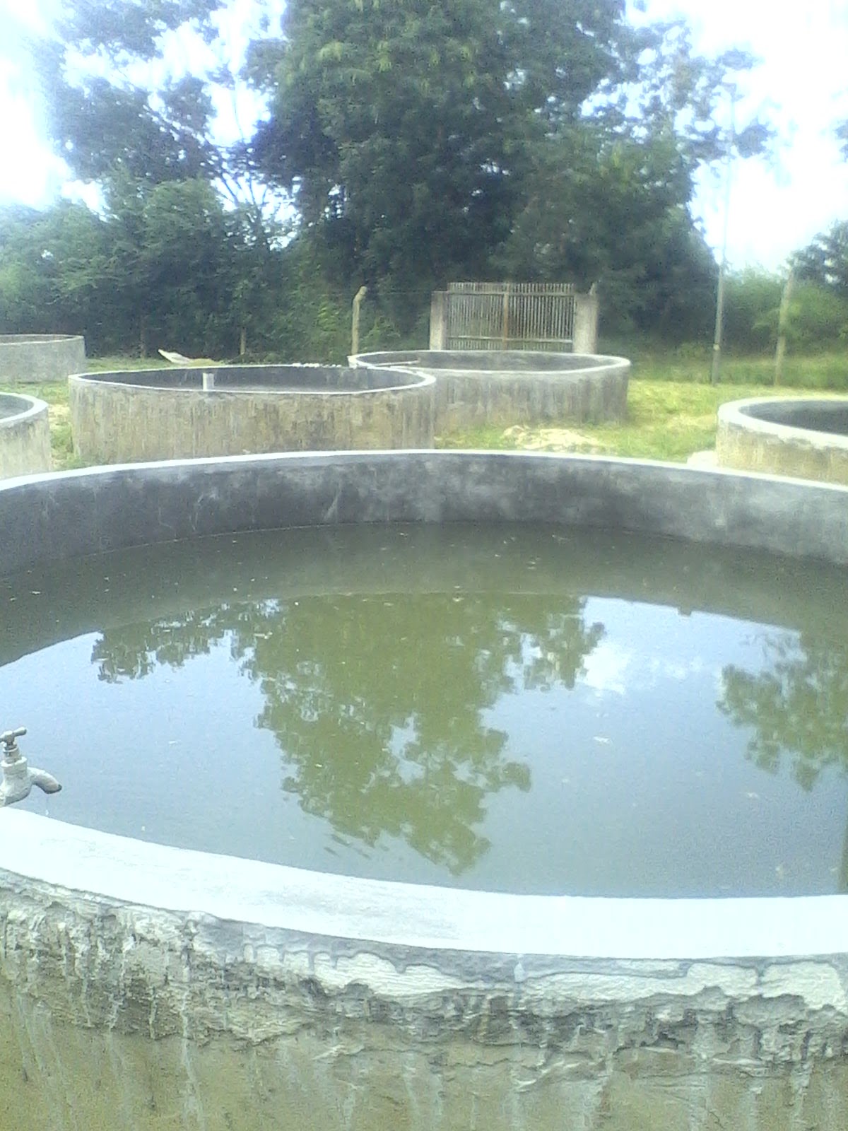 Aqua-business con: Ways to Control fish predators to increase fish ...