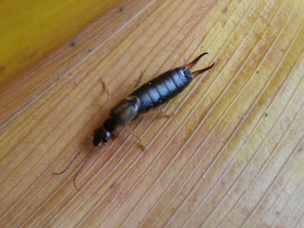 El ti Joaquín . com: julio 2011