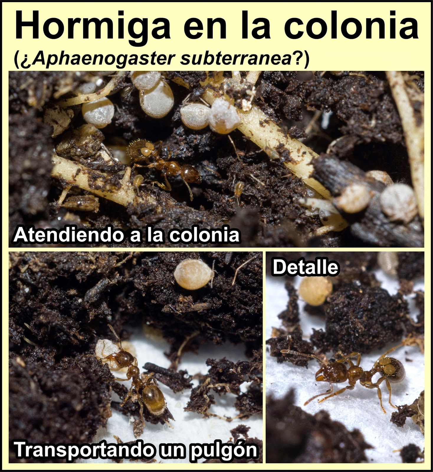 Homo agricola: marzo 2015