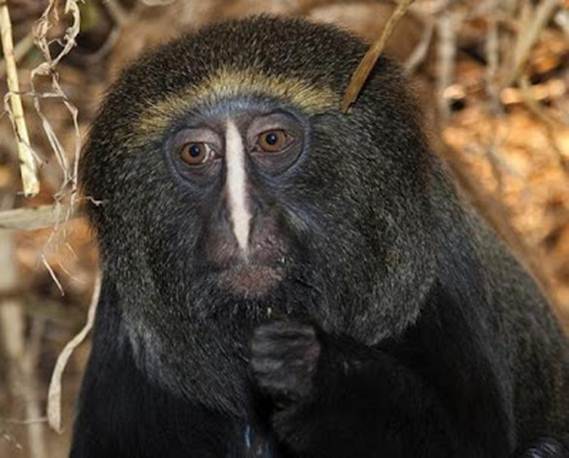 Descubierta una nueve especie de mono