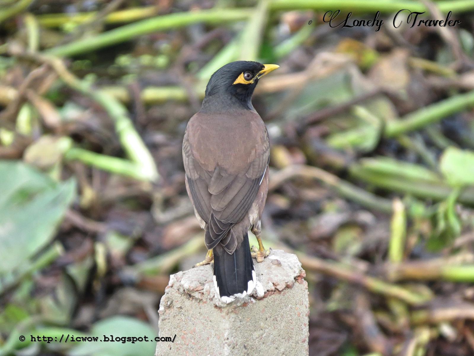 Common myna - Acridotheres tristis