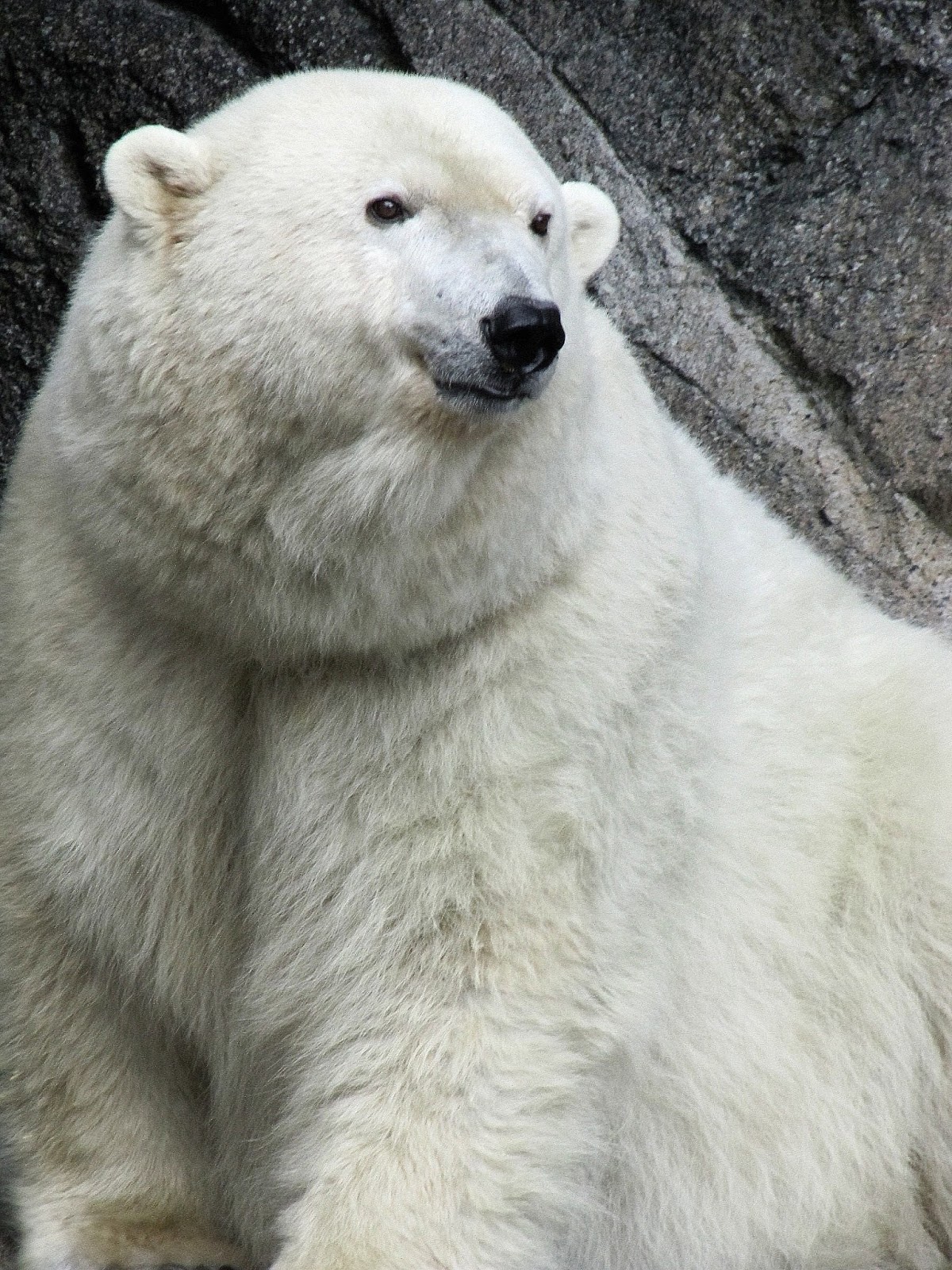 My Polar Bear Friends and Friends of Polar Bears: Adieu to Rizzo