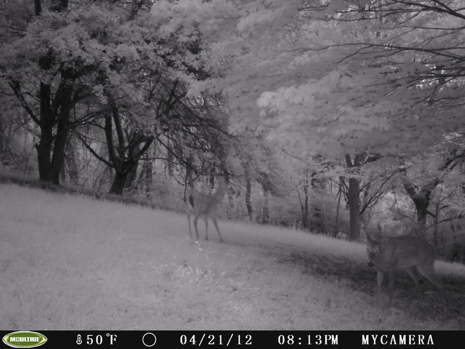 D and D Designs: "Deer Cam" pictures