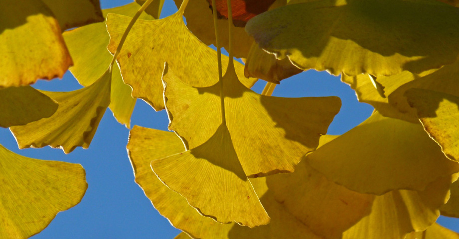 KY Natural Inquirer: Golden Ginkgo Trees