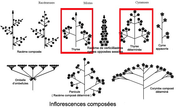 Pleurothallidinae: Lexique au tour des plantes : T