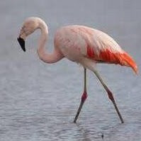 Universo Animal: Flamencos