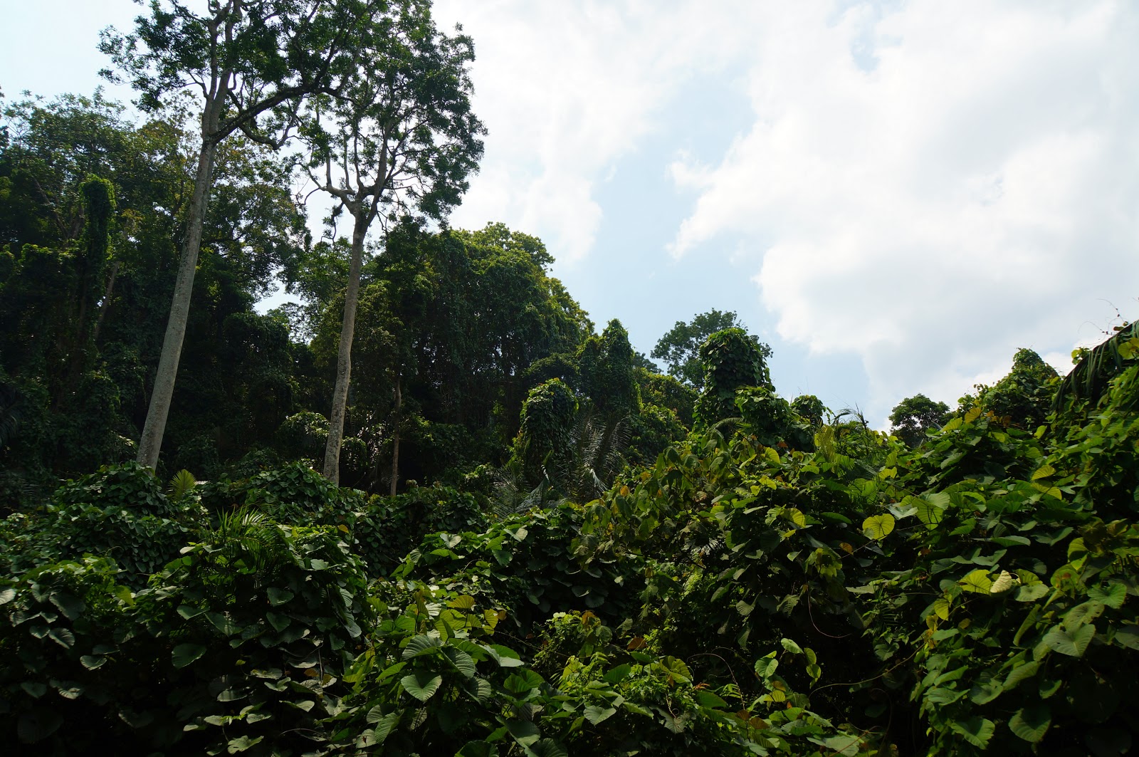 Malaisie - jour 12 : Tioman - Jungle trek vers Juara