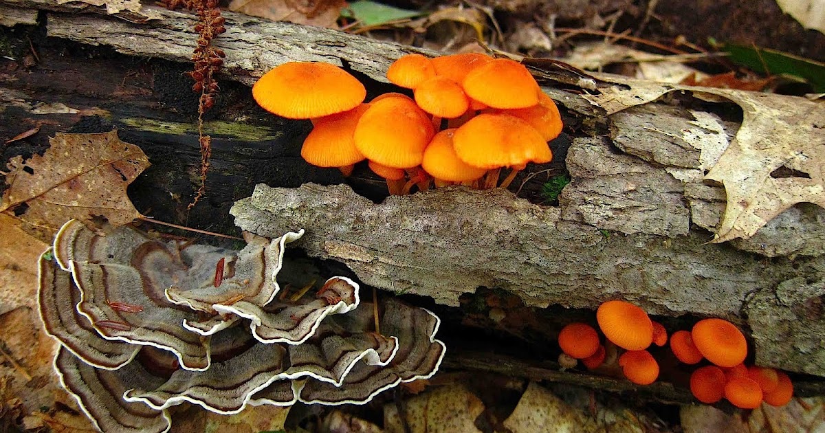 Saratoga woods and waterways: Turkey Tail Tales