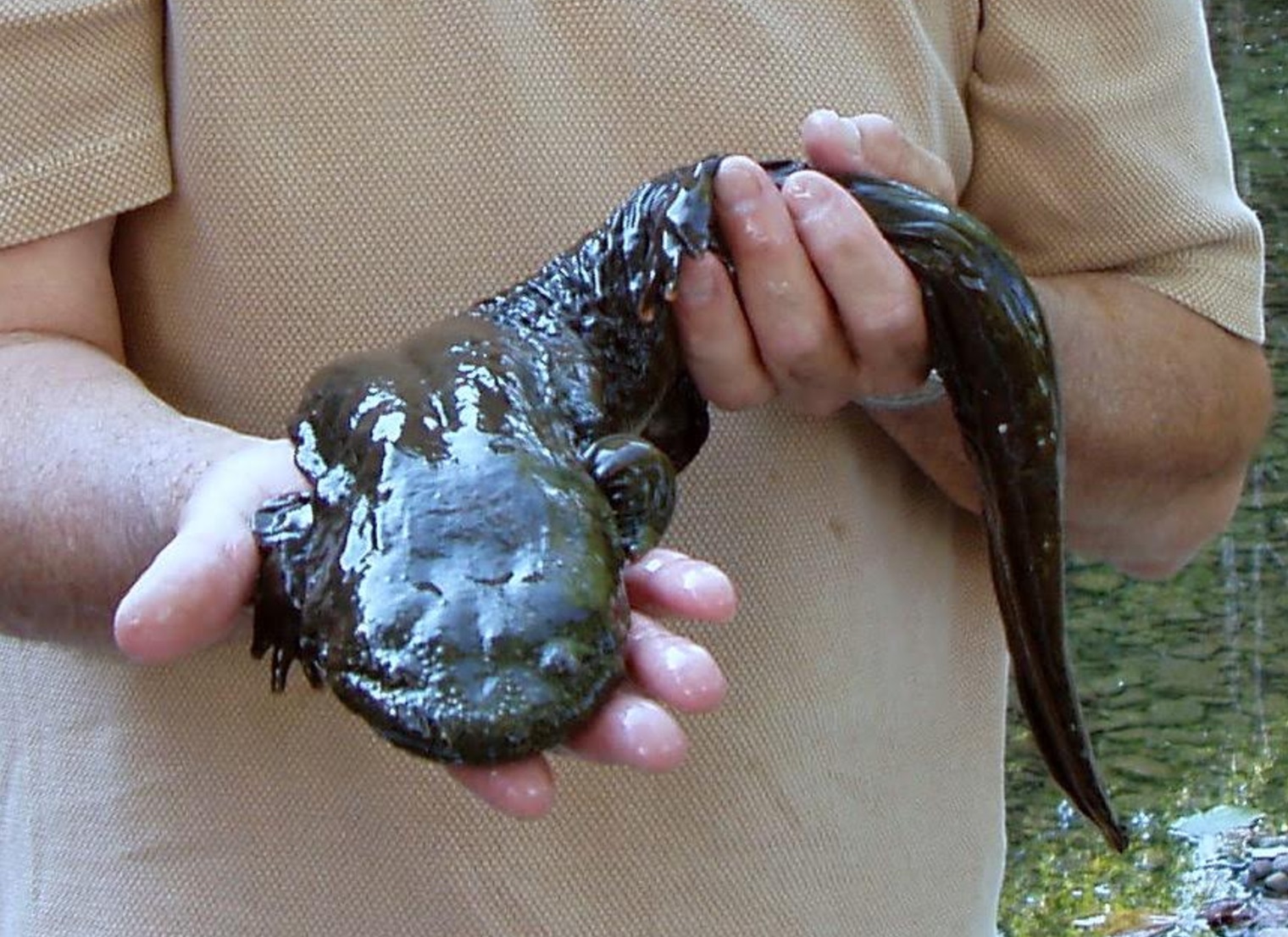 PA Environment Digest Blog: Eastern Hellbender STILL Waits For House ...