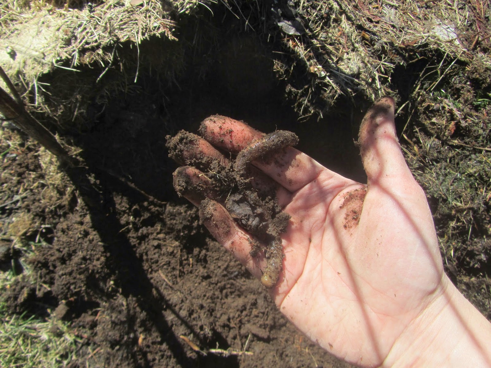 Jen & the Bean stalk: Yard work & Gopher woes... already!