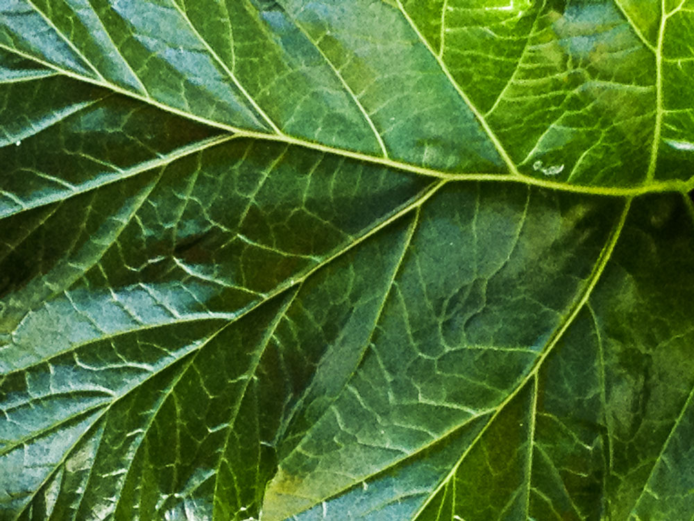 Kathyanne White: More of Nature's Textures