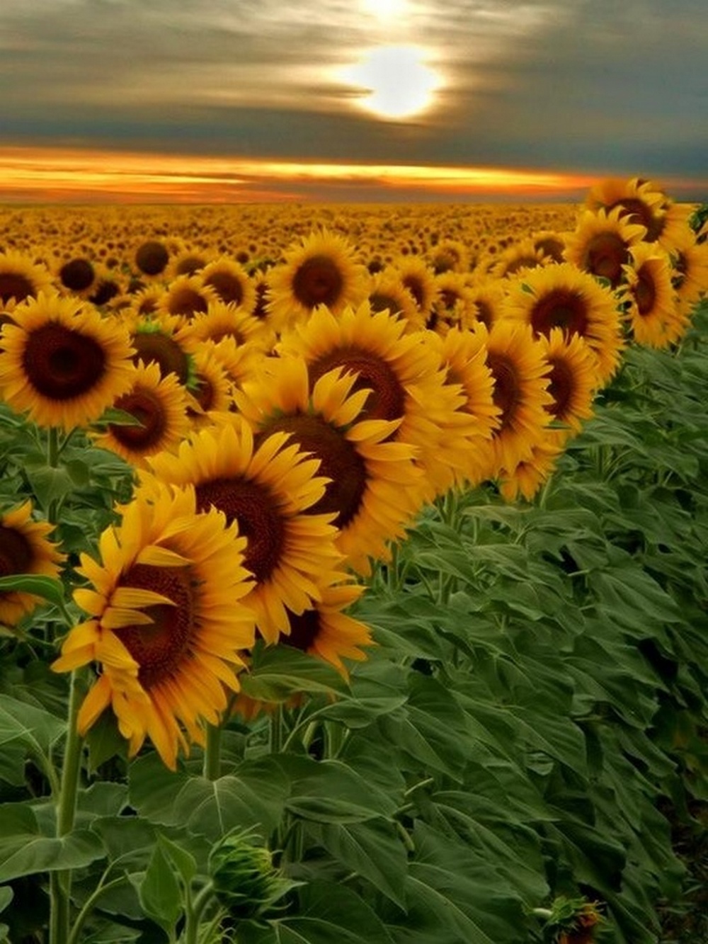 Hot Sunflower Wallpapers 2