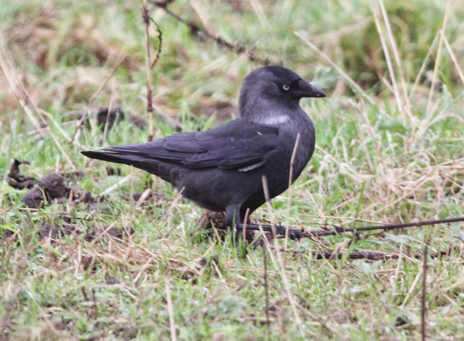 We Bird North Wales: Them Jackdaws again!