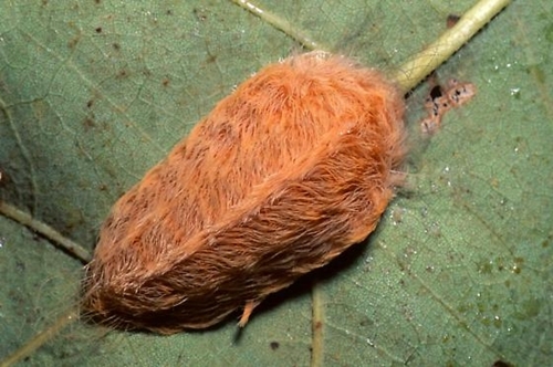 Cerita Asyik: Unik, Ulat Bulu Berbulu Kucing