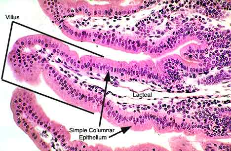 What do you know about the lymphatic system? : biology