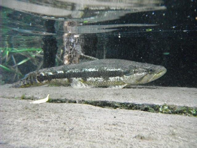 Artes de Pesca: VAMOS A PESCAR TARARIRA