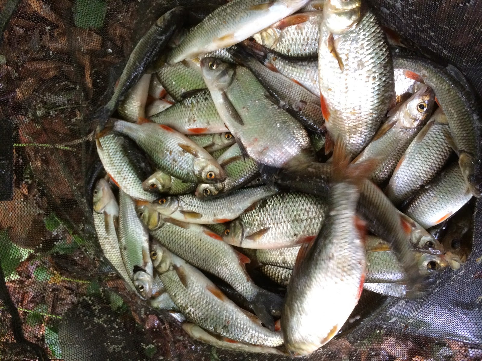 Danny's Angling Blog: River Dane Fishing: Tough Times + How To Prepare ...