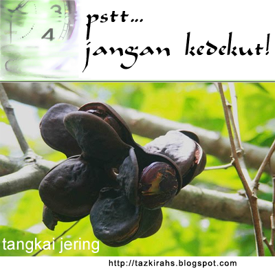 Liza @ Adzriel AB: Tangkai jering di Changkat Jering... alahaiii!