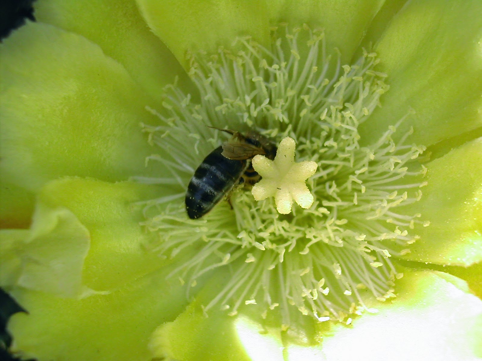 FOTOGRAFIAS DEL MUNDO: Flores e Insectos (Dedicado a Sol López Navarro)