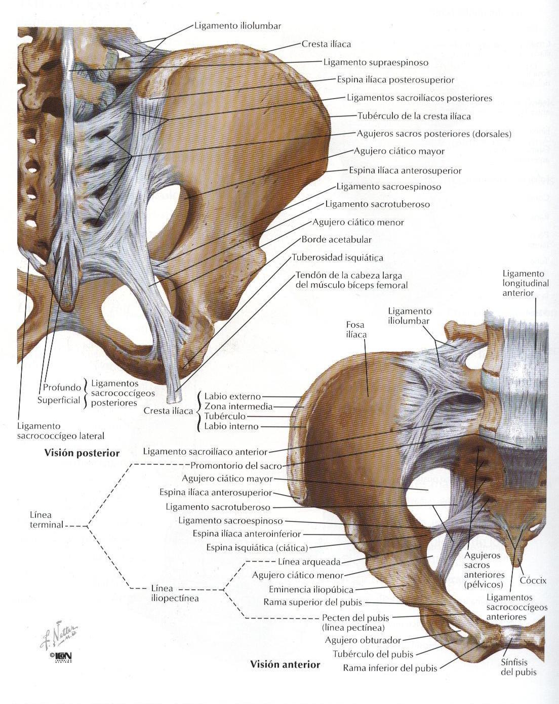 ASOTERCI - CASC: Miembro Inferior