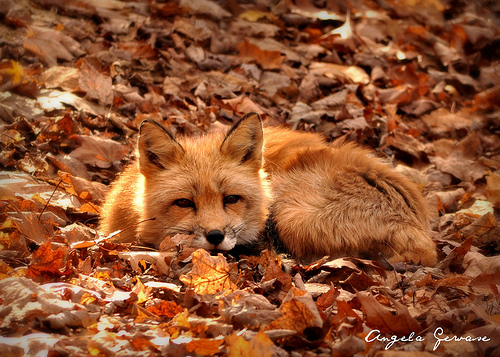 The Jungle Store: Animals Love Fall Leaves