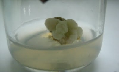 Gubuk Tani : Laporan Praktikum Kultur Kalus