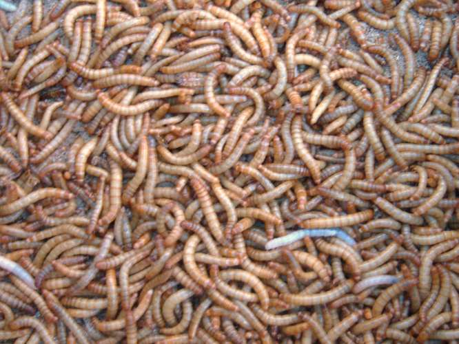 orangkecilorangbesar: Orang KL Sambut Puasa – macam Ulat Tahi