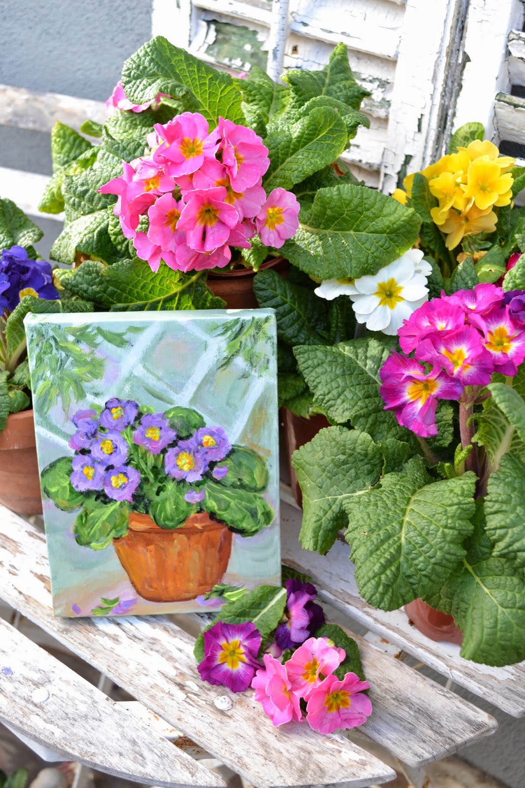 My Painted Garden: Winter Primroses - Here - There - Everywhere