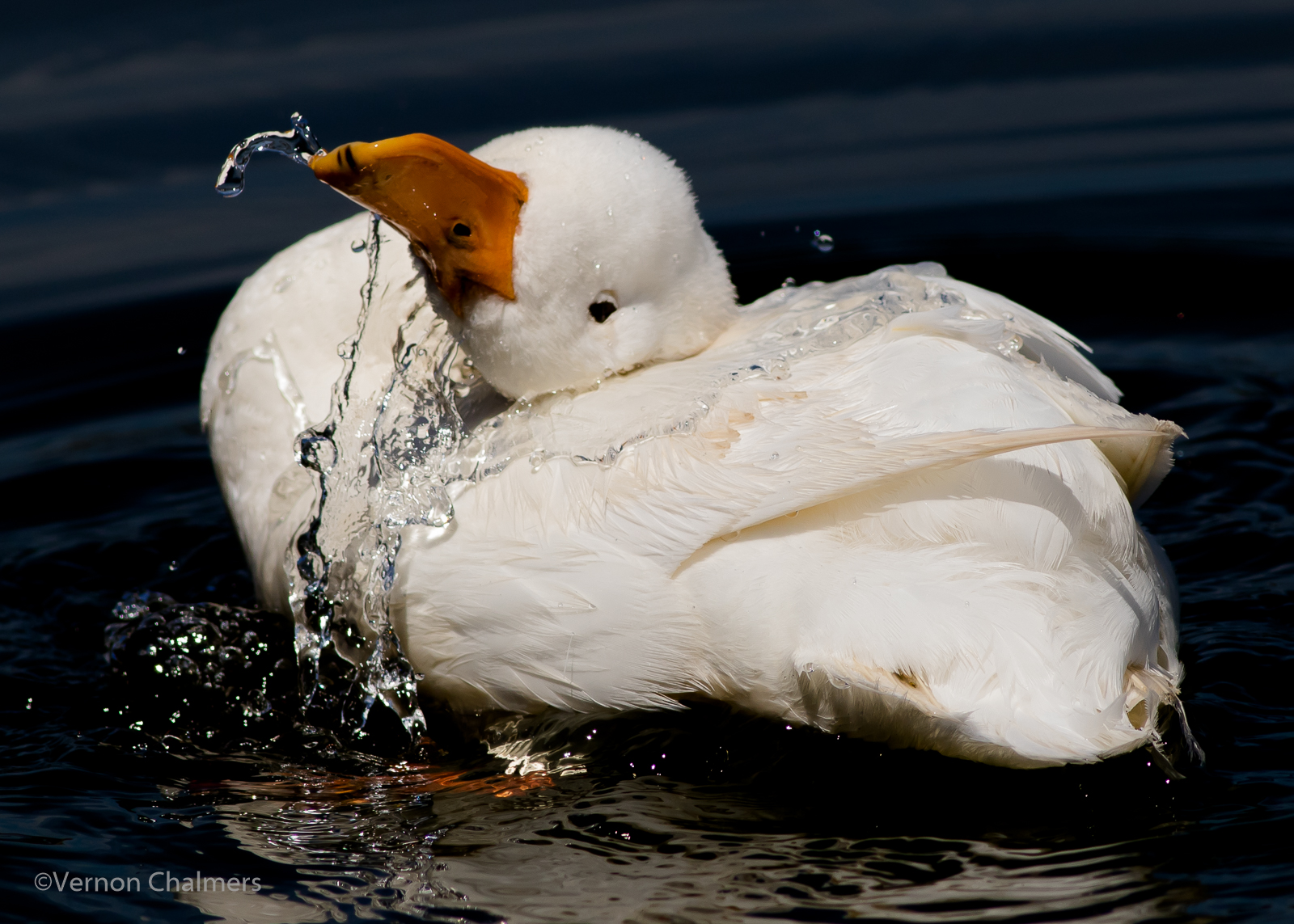 Vernon Chalmers Photography: Happy Duck with Canon EOS 7D Mark II ...