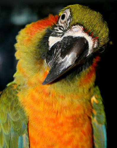 Calico Macaw