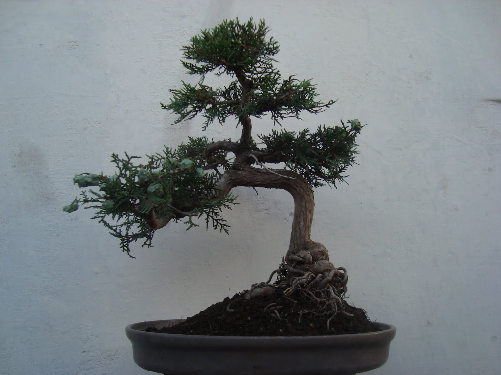 BONSAI BARBERO: Thuja occidentalis