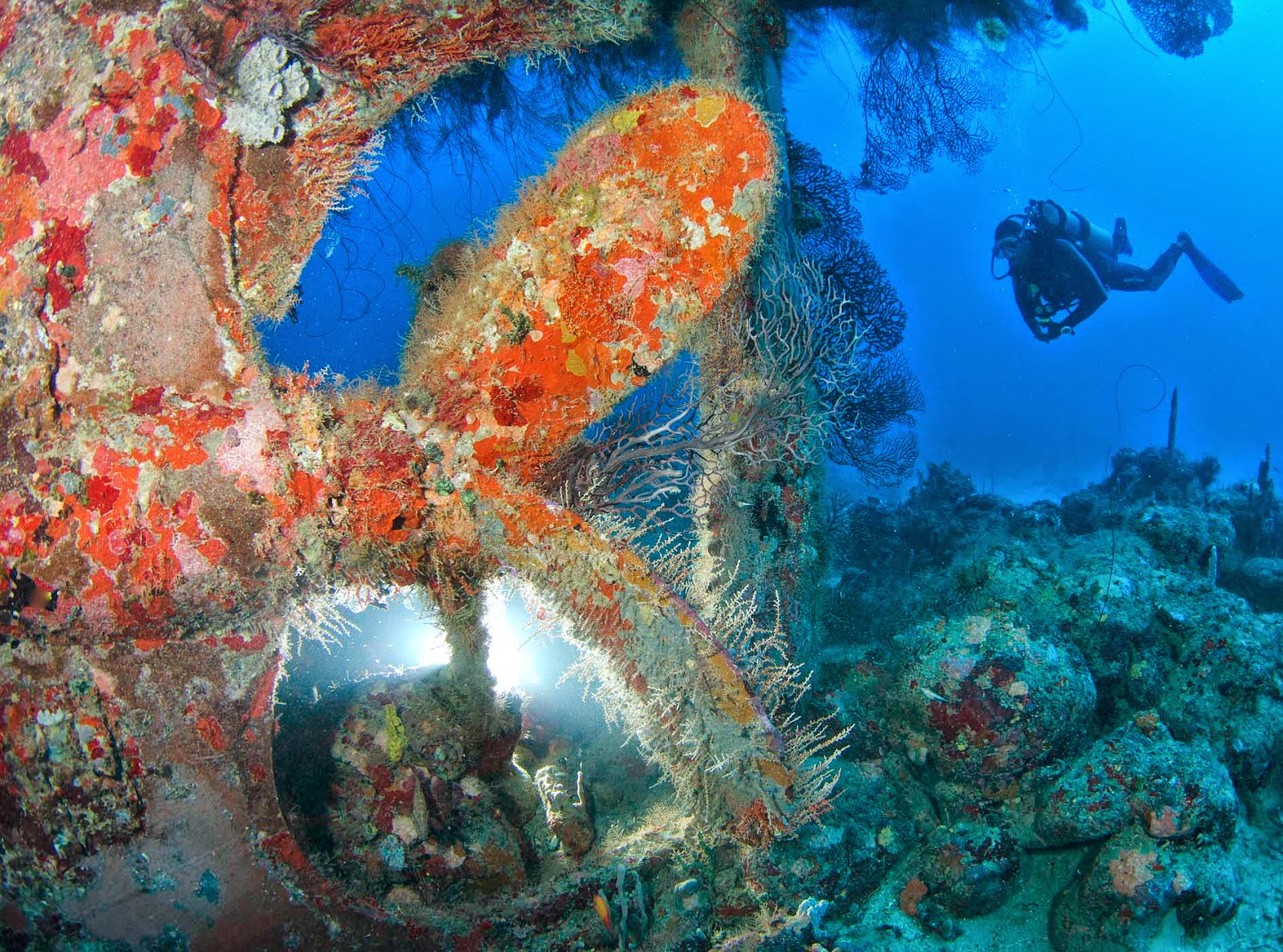 Dive Grenada, Grenada's PADI 5 Star Scuba Dive & Snorkel Center ...