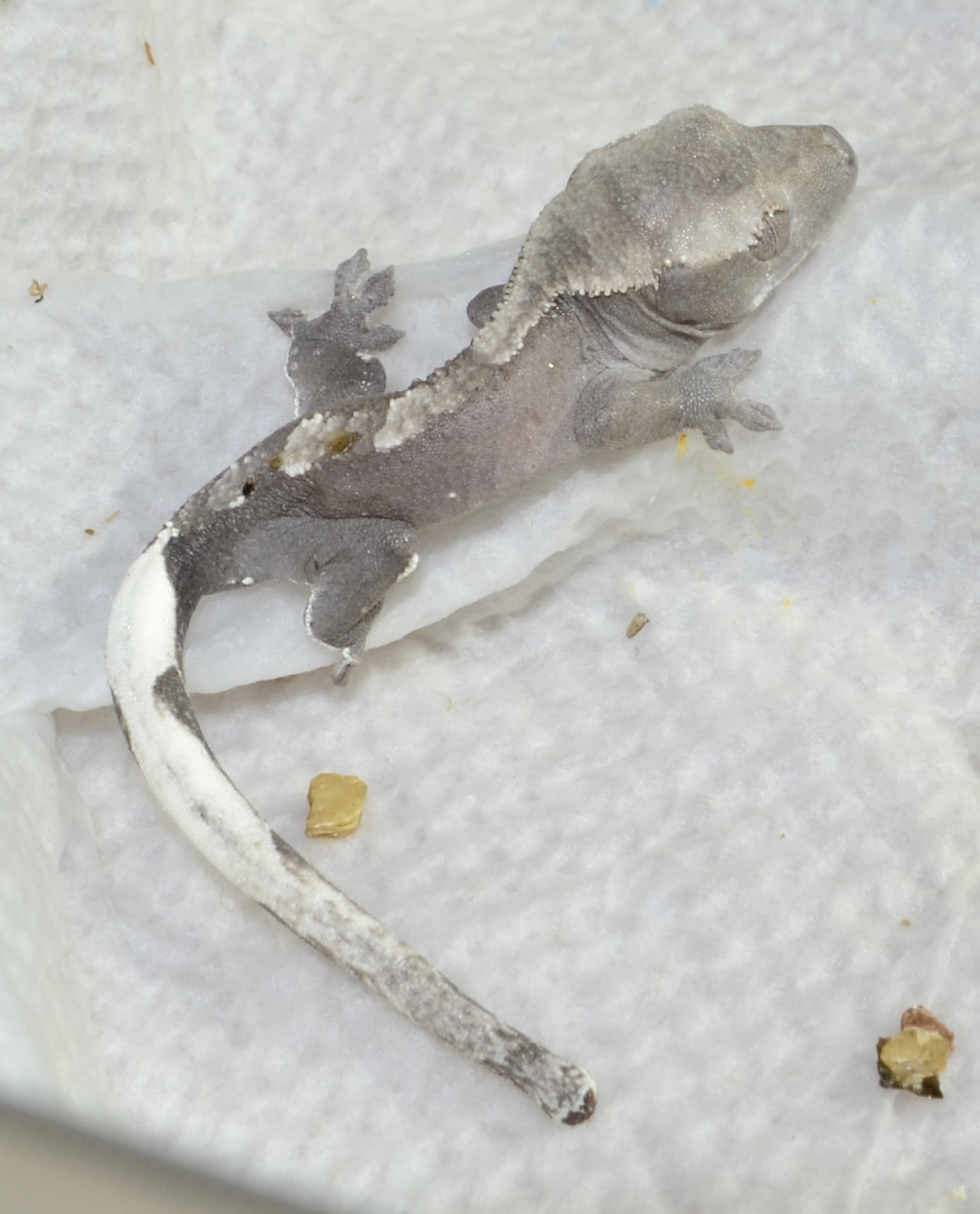 Crested Geckos Blog: First monochrome baby of 2013, proudly introducing ...