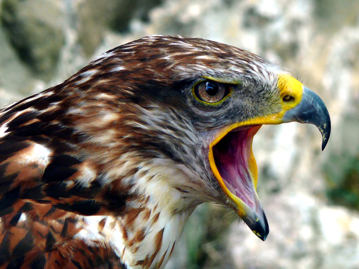 MOLTINPOESIA: Flavio VillaniI Rapacicon un commentodi Leonardo Terzo