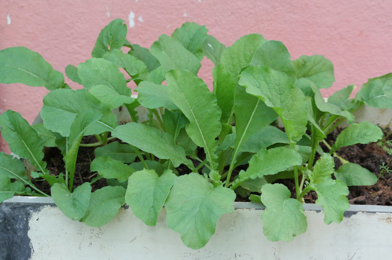 TERRACE GARDENING: My Terrace Garden