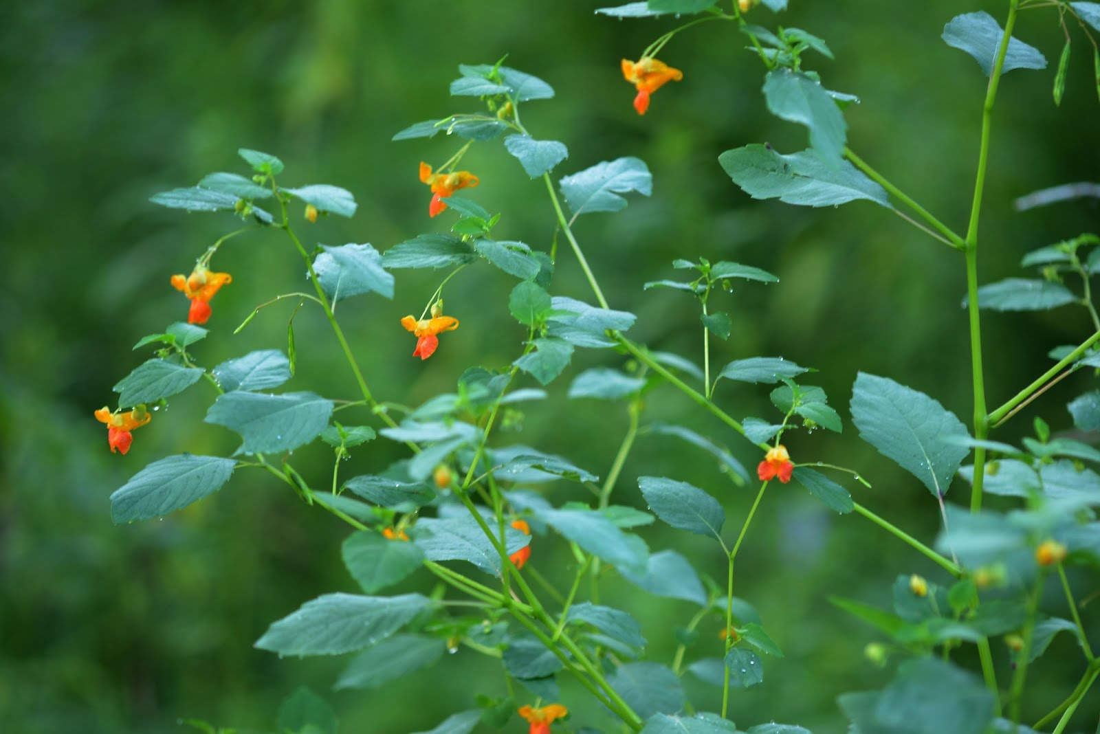 Indiana Plant A Day: Jewelweed