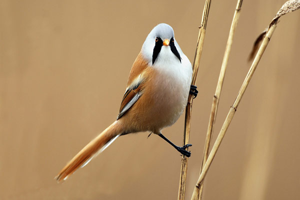 Bearded Reedling - Ryan Maigan Birds