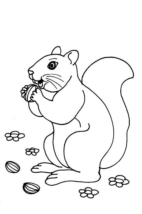 desenhos para colorir esquilos | desenhos para pintar e imprimir