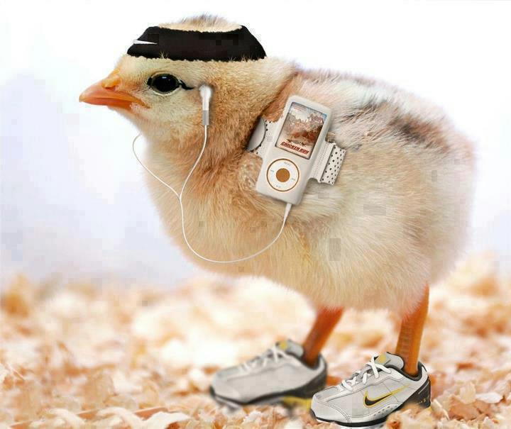 Quran-o-Hadith Blog قرآن و حدیث بلاگ: Beautiful and Funny Chick Pictures