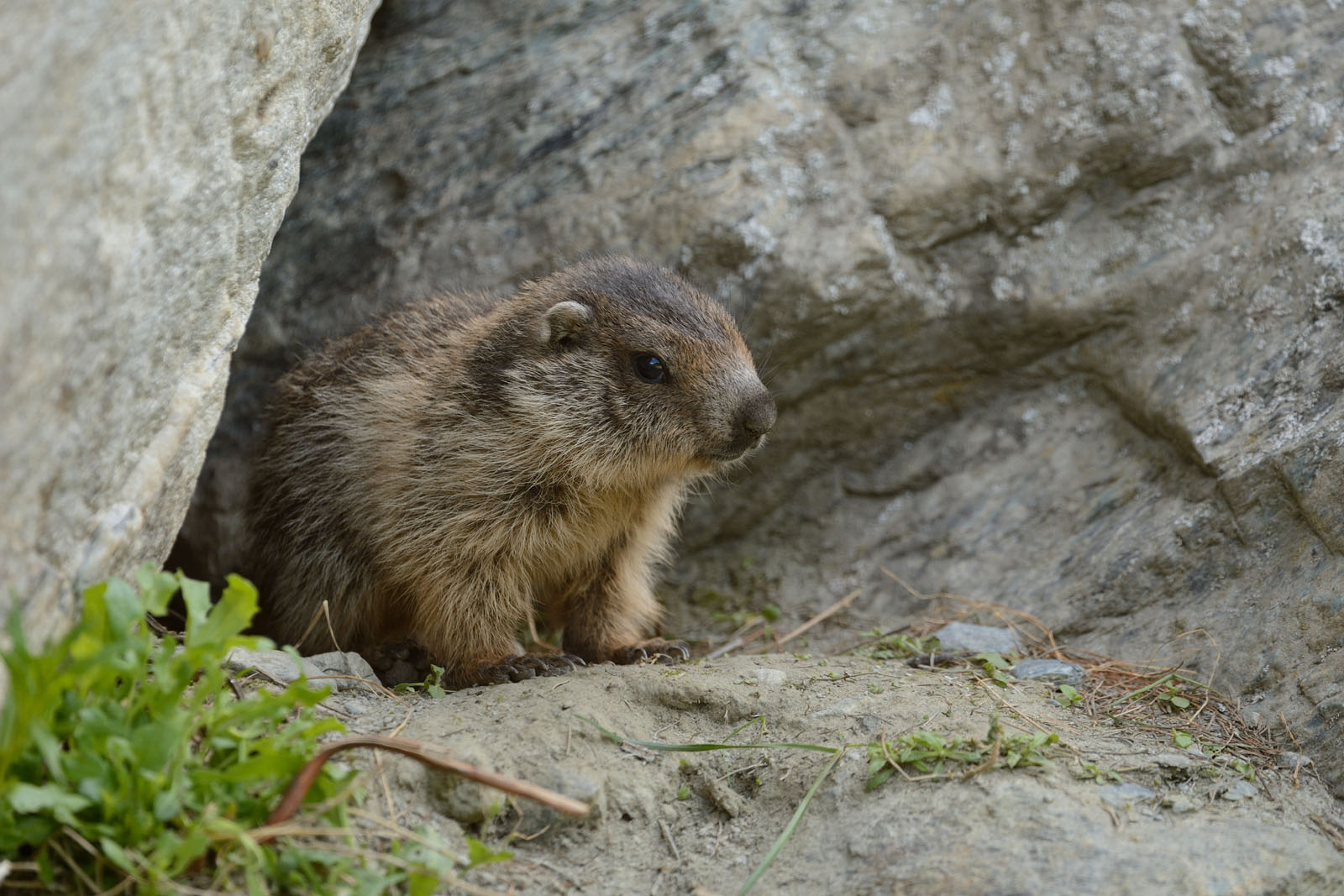Jardin de la Sauvagine: L'apprentissage chez les marmottons génération ...